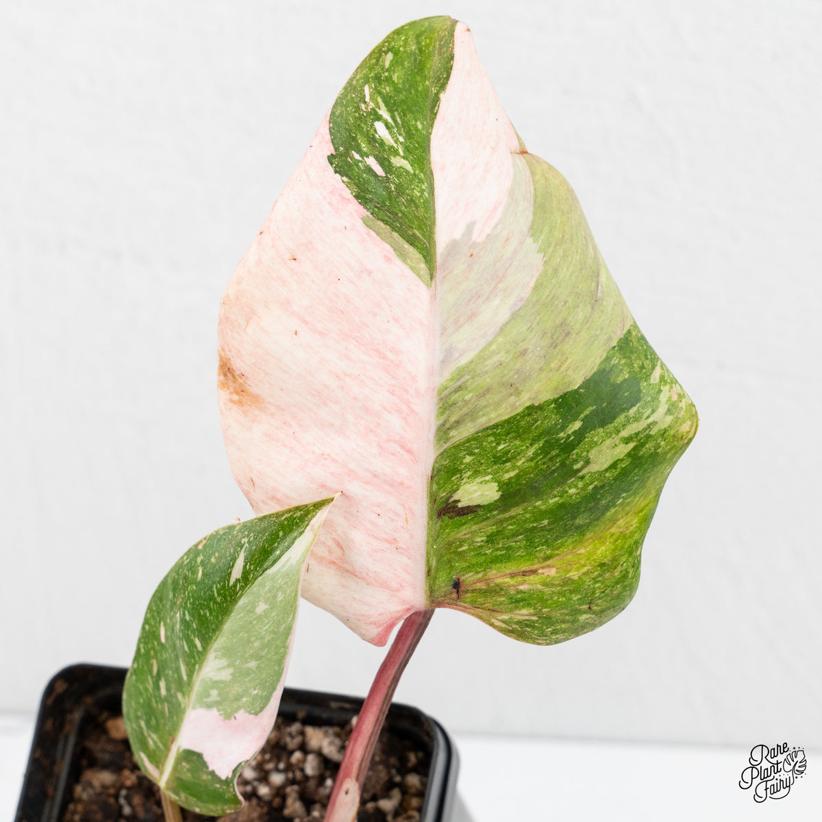 Philodendron 'Scarlet Princess' ('Red Anderson' Mutation) Variegated ...