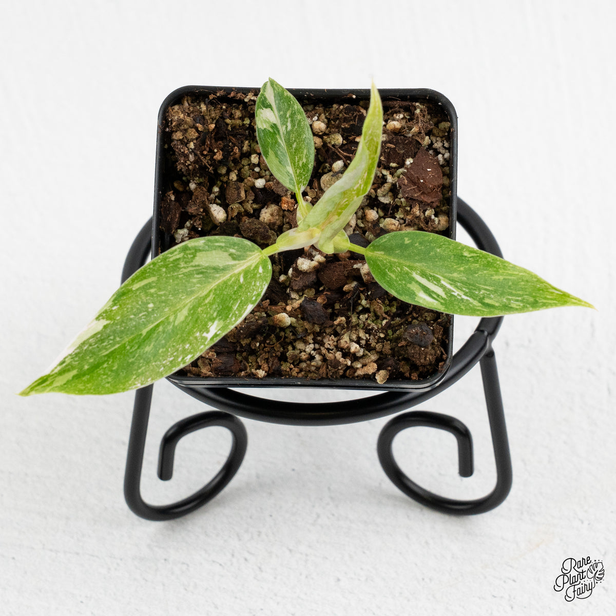 Philodendron 'Scarlet Princess' ('Red Anderson' Mutation) Variegated ...