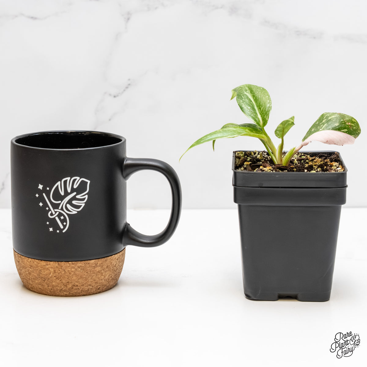 Philodendron 'Scarlet Princess' ('Red Anderson' Mutation) Variegated ...