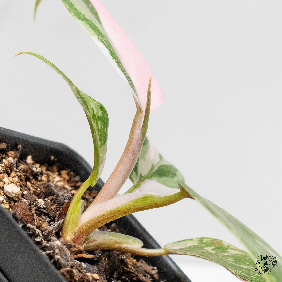 Philodendron 'Scarlet Princess' ('Red Anderson' Mutation) Variegated ...