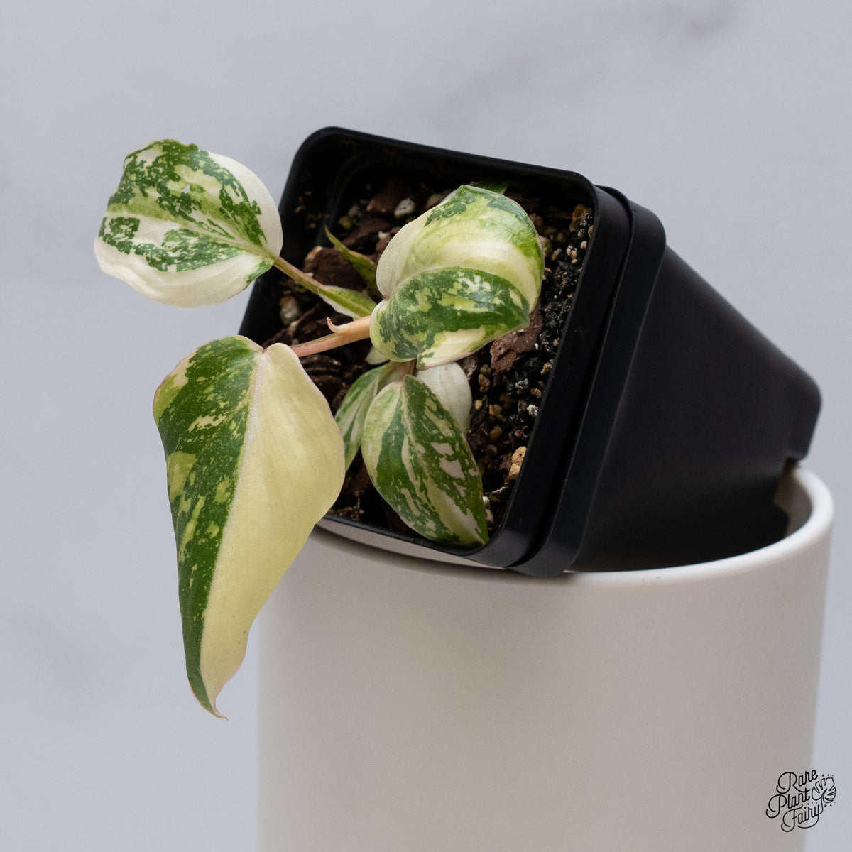 Philodendron Gloriosum Variegated *Type 2* (wk35-D) – Rare Plant Fairy