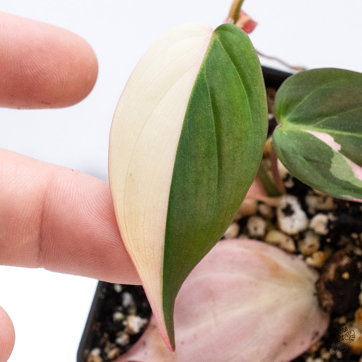 Philodendron Micans Albo/Pink Variegated (wk38-L) – Rare Plant Fairy