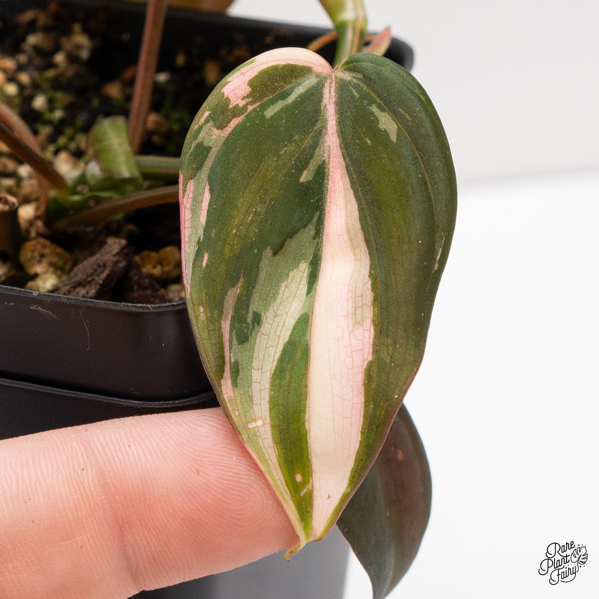 Philodendron Micans Albo/Pink Variegated (wk41-P) – Rare Plant Fairy