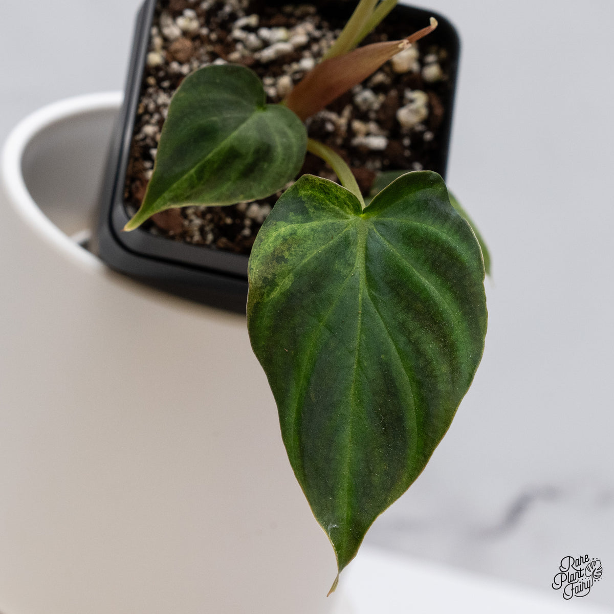 Philodendron Verrucosum Mint Variegated (wk35-A) – Rare Plant Fairy