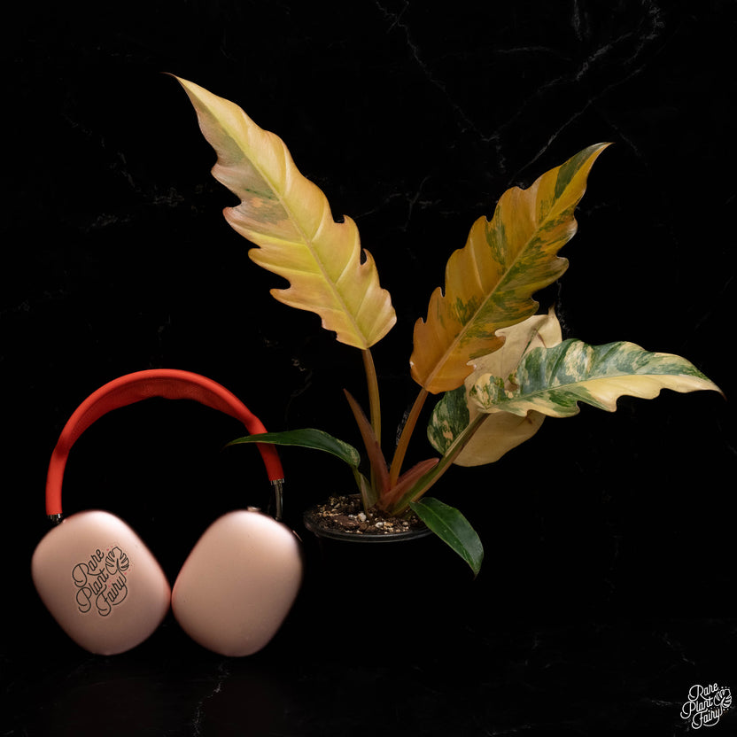 Anthuriums by DocBlock – Rare Plant Fairy