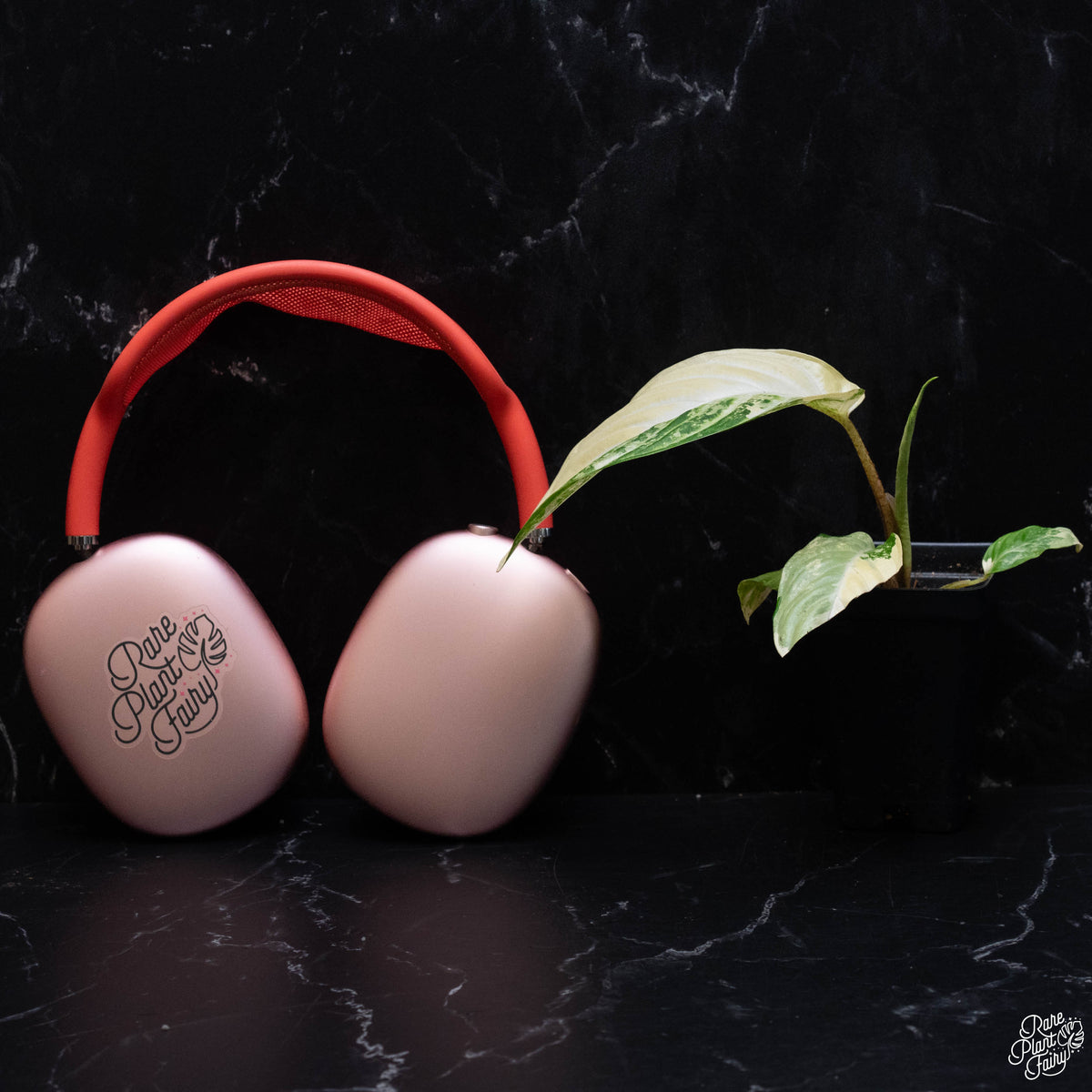 Phyllotaenium lindenii (previously named Xanthosoma lindenii) variegat ...