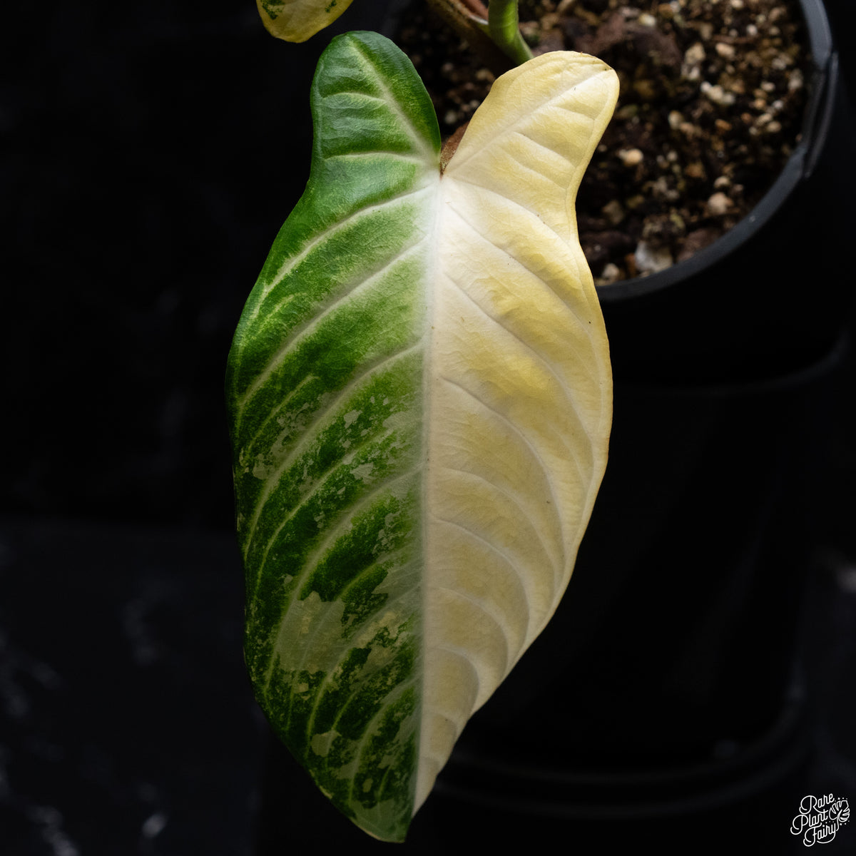 Phyllotaenium Lindenii (Previously Xanthosoma Lindenii) Variegated (wk ...