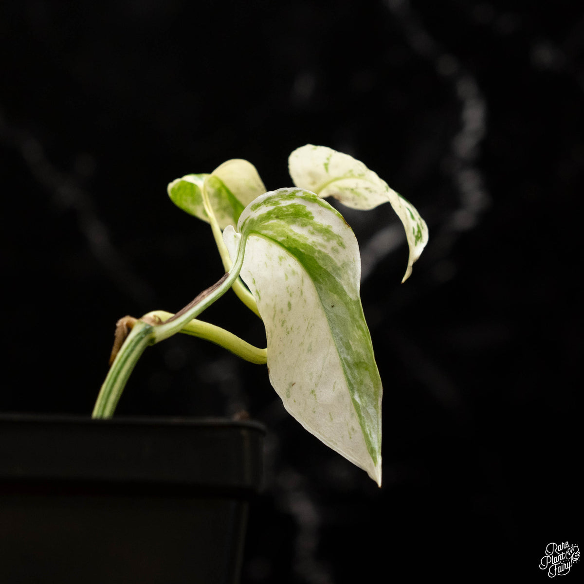 Epipremnum hanoman sp. 'Bali' *Grower's choice* – Rare Plant Fairy