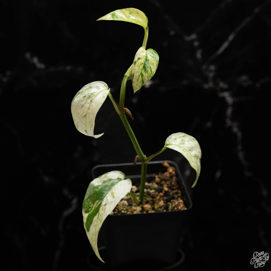 Epipremnum – Rare Plant Fairy