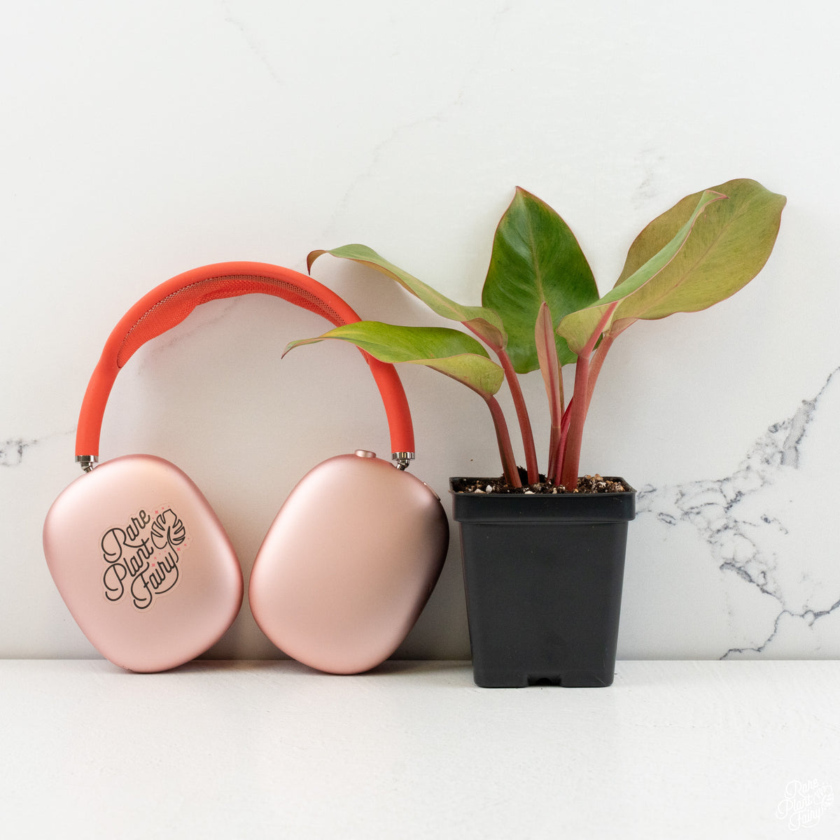 Philodendron 'Red Congo' Mint Variegated *Grower's Choice* – Rare Plant ...