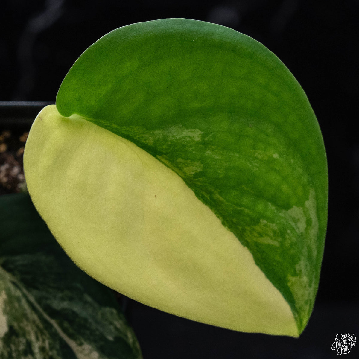 Scindapsus 'Jade Satin' aurea variegated (wk7-B) – Rare Plant Fairy