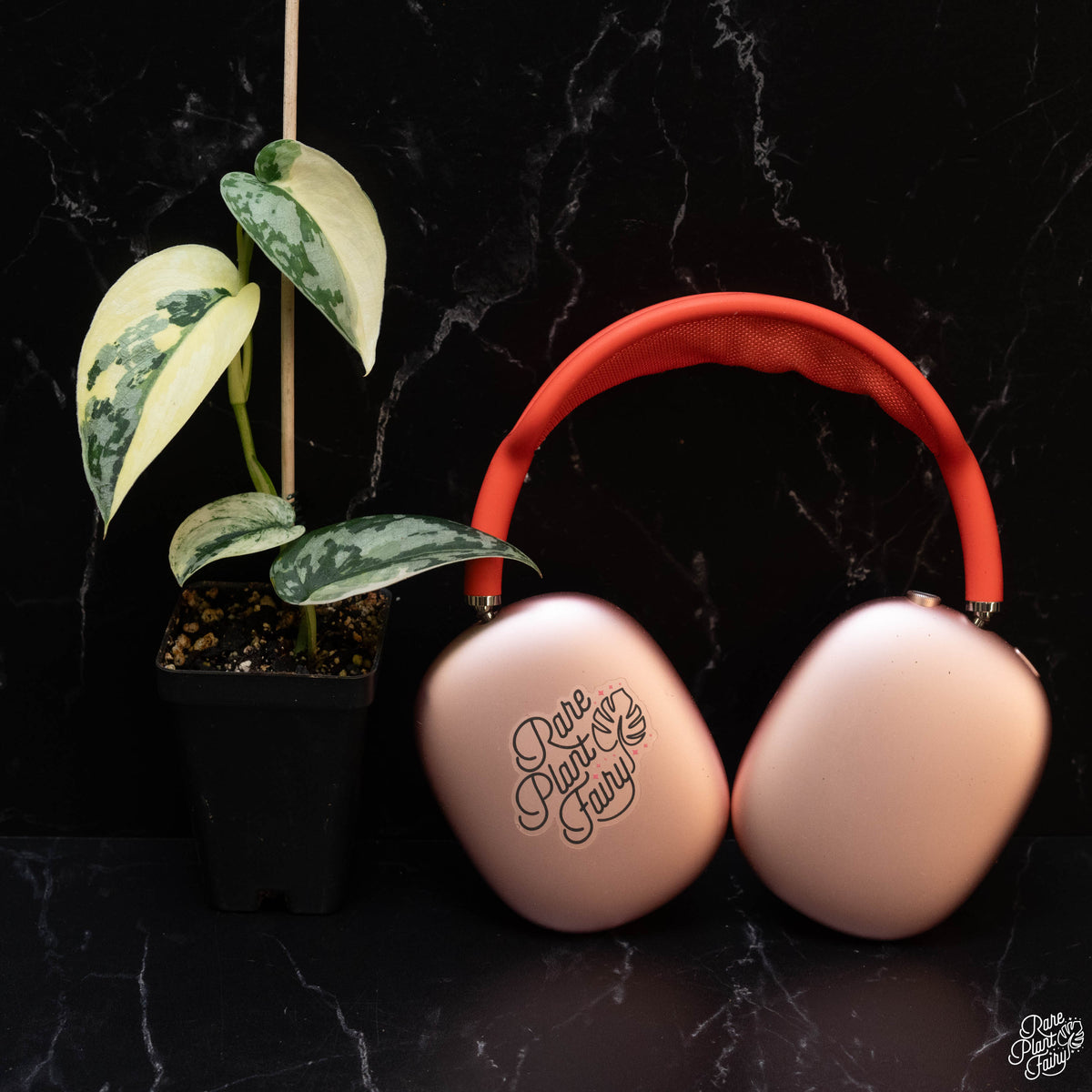 Scindapsus pictus 'Mayari' albo variegated *Grower's choice* – Rare ...