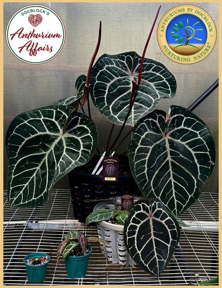 Anthurium 'Michelle' by DocBlock® *Grower's choice* – Rare Plant Fairy