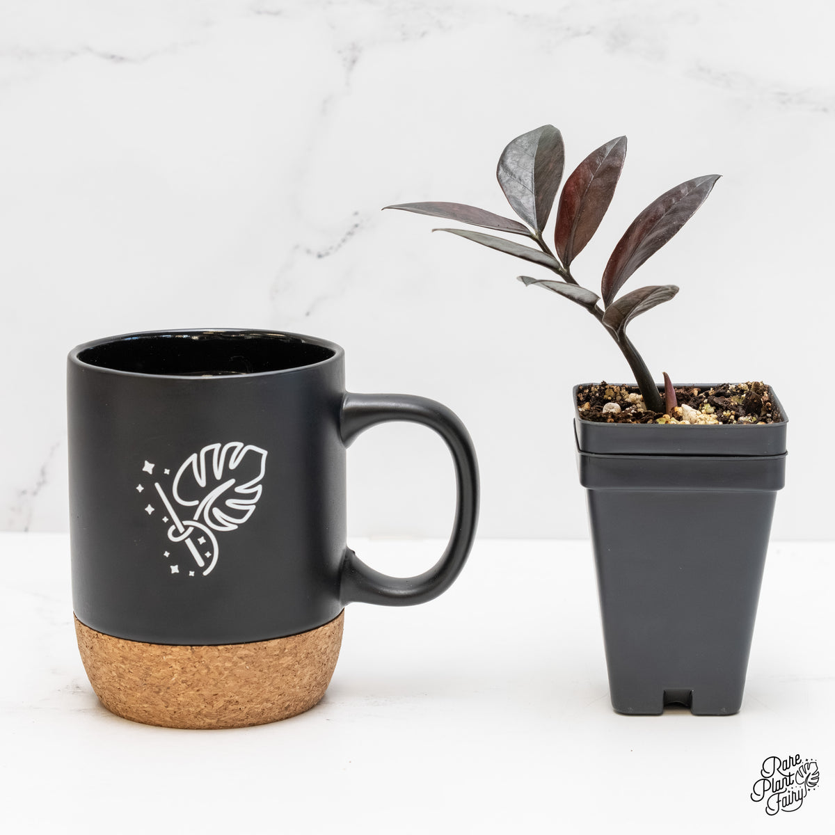 Zamioculcas Zamiifolia "Raven ZZ" Pink Variegated (wk4-UE) – Rare Plant ...