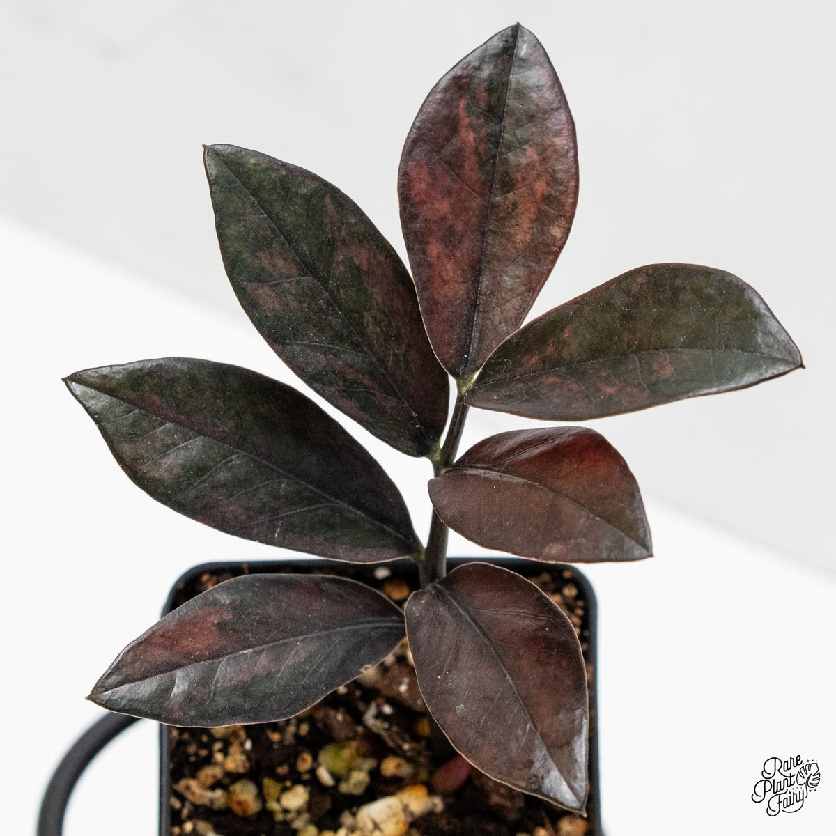 Zamioculcas Zamiifolia "Raven ZZ" Pink Variegated (wk4-UE) – Rare Plant ...