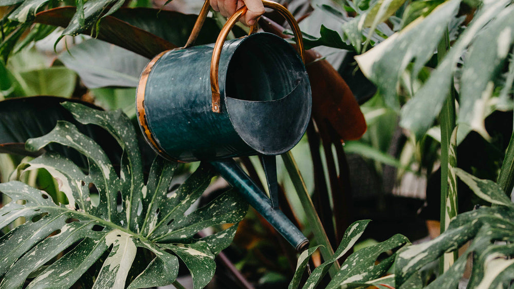 Monstera Deliciosa 'Aurea' (aka 'Lemon Lime') *Grower's Choice* – Rare ...