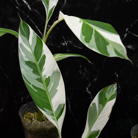Musa 'Florida' variegated banana tree *grower's choice* – Rare Plant Fairy