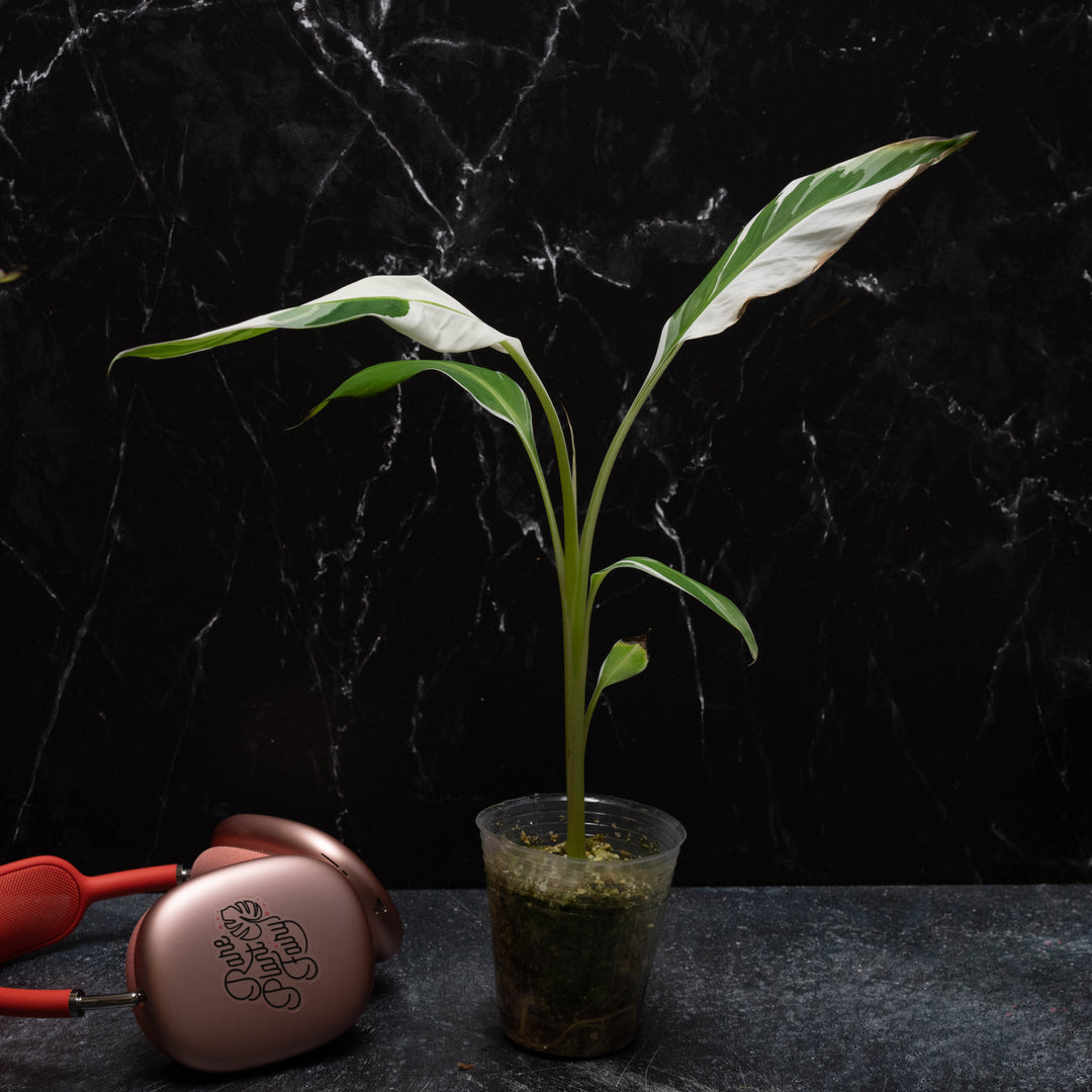 Musa 'Florida' variegated banana tree *grower's choice* – Rare Plant Fairy