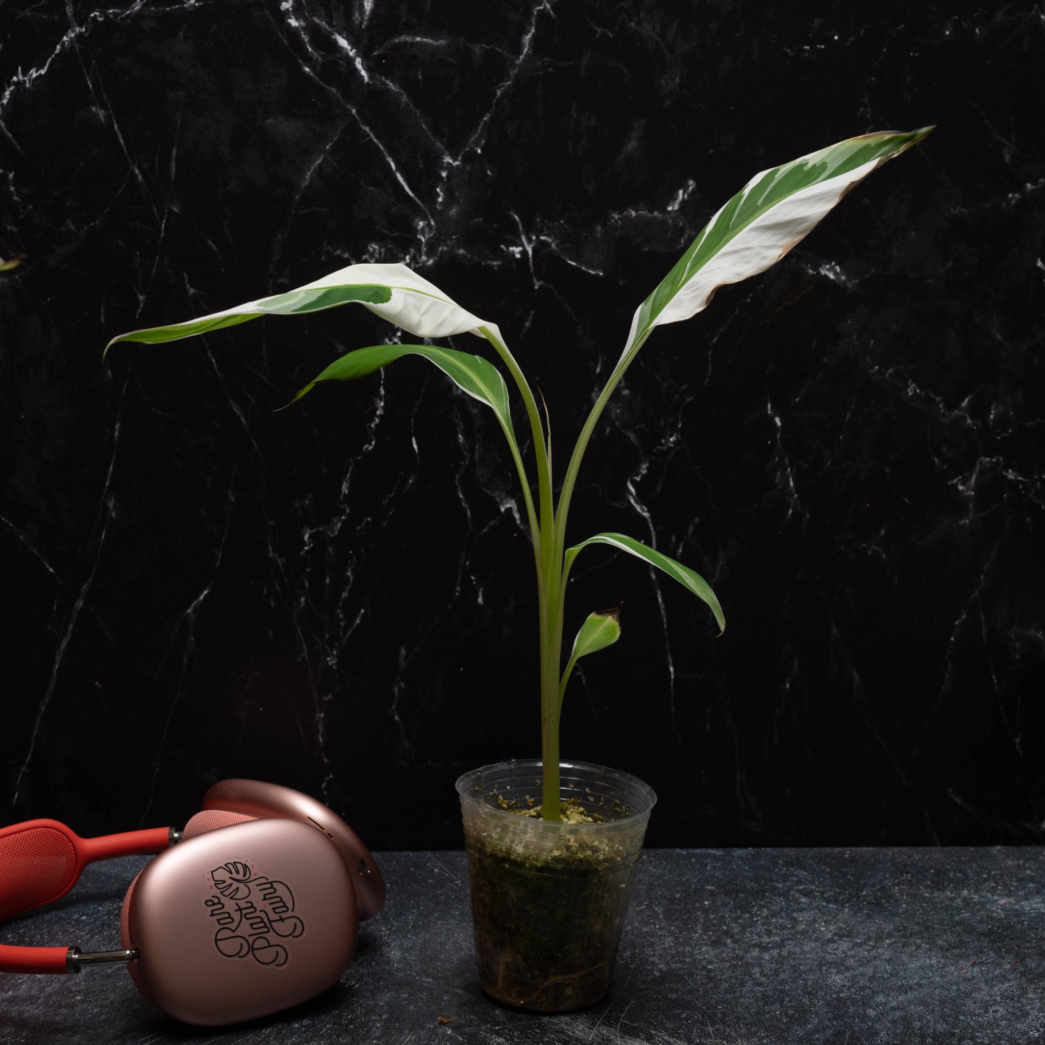 Musa Florida variegated banana tree *grower's choice* – Rare Plant Fairy