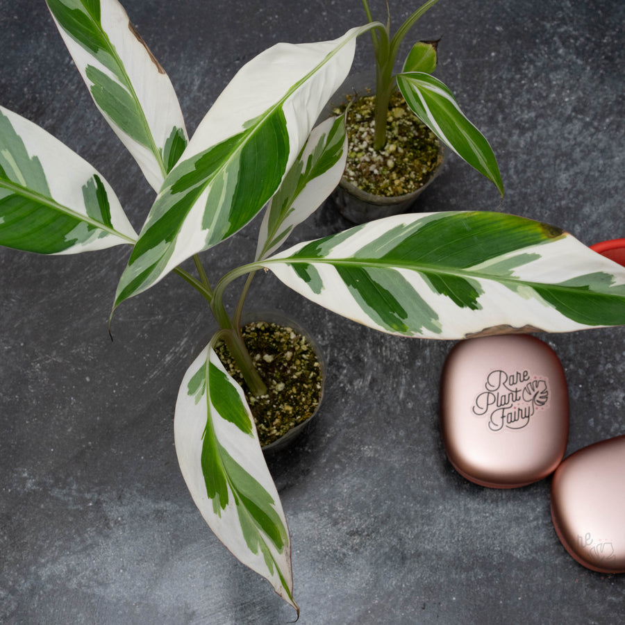 Musa Florida variegated banana tree *grower's choice* – Rare Plant Fairy