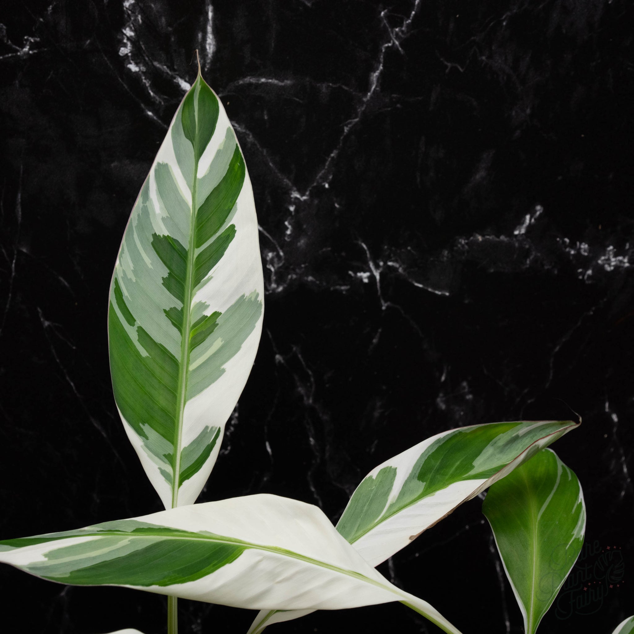 Musa Florida variegated banana tree *grower's choice* – Rare Plant Fairy