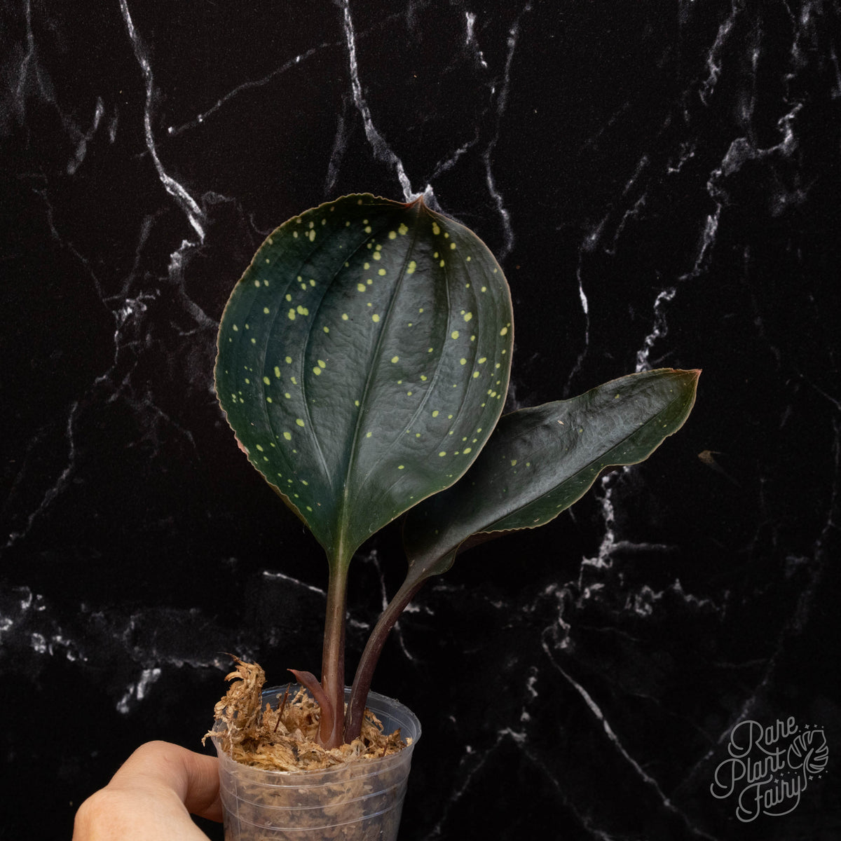 Pelexia laxa jewel orchid *Grower's choice* – Rare Plant Fairy